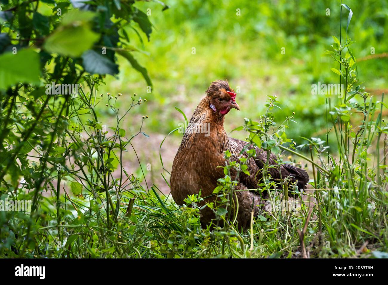 A free range Altsteirer chicken with a typical crest. Nature background ...
