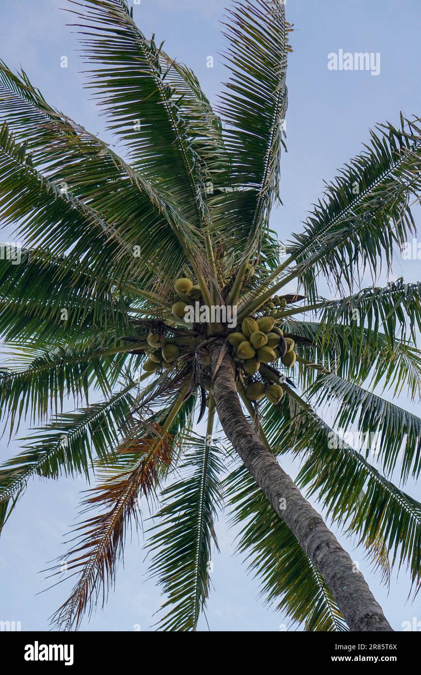 Beautiful tropical background coconut trees by the beach Stock Photo ...
