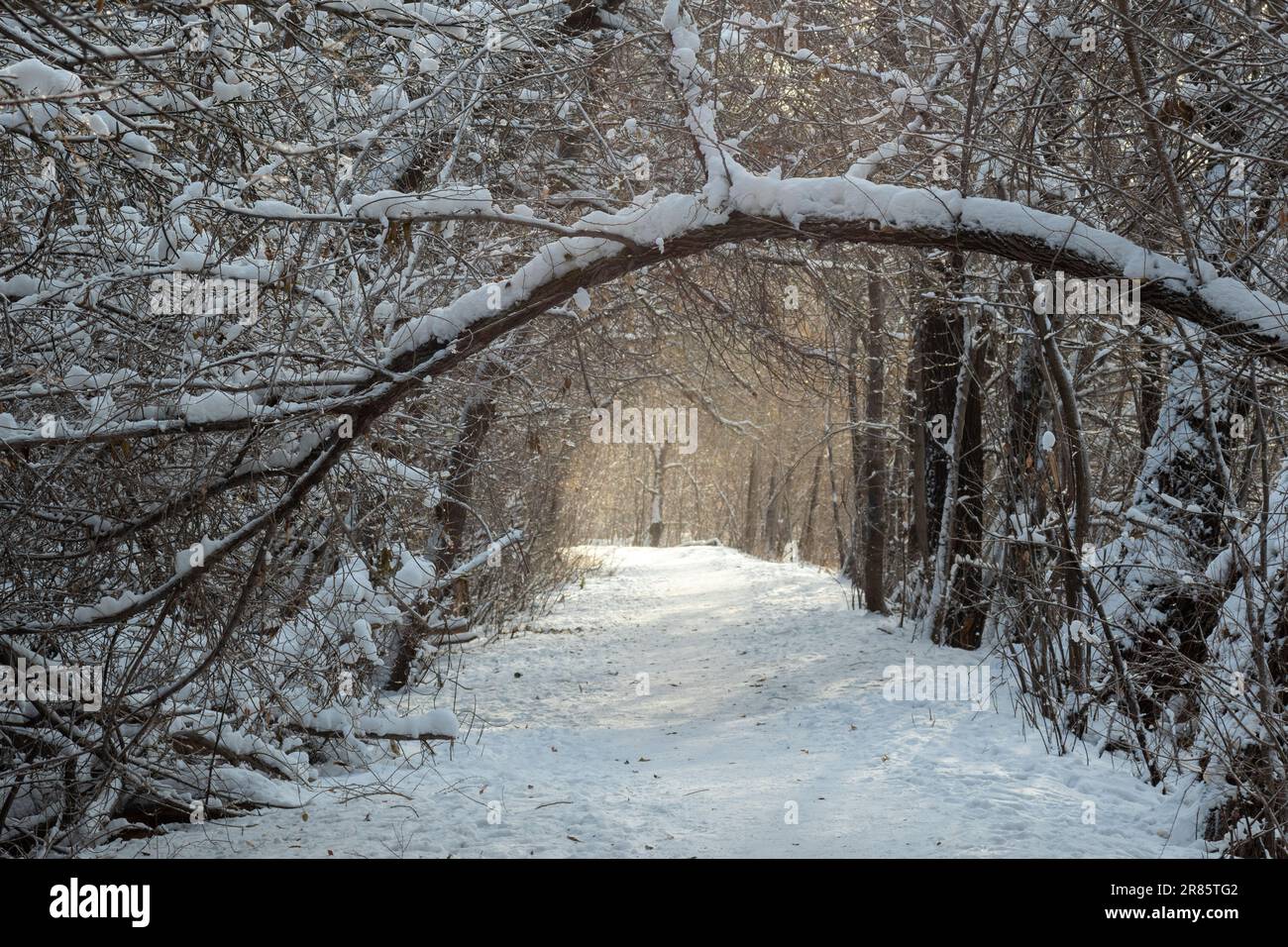 A snow-covered forest road, an arch of snow-covered trees, a tunnel. Natural unusual background ...