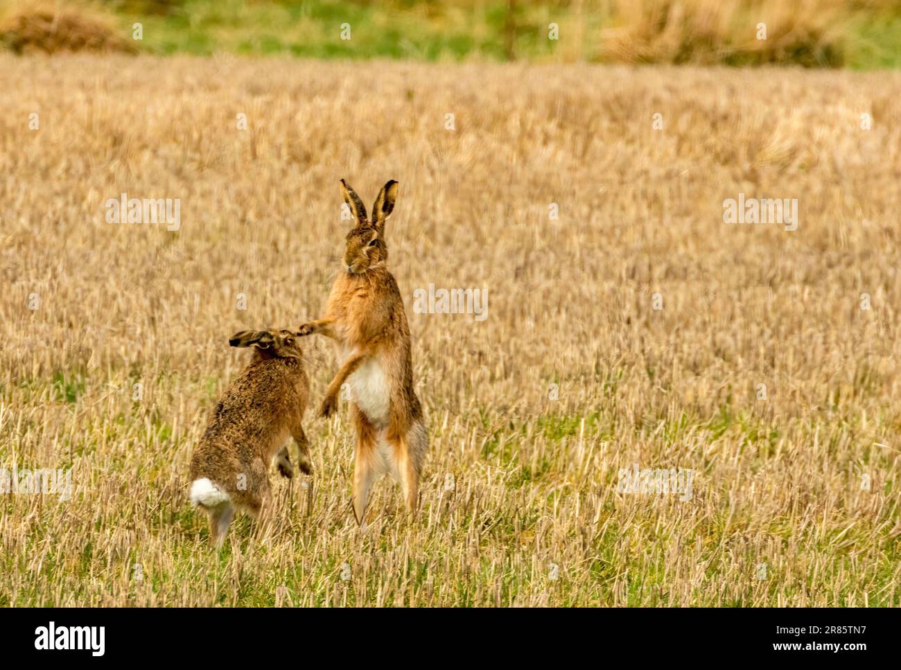 Two brown hares hi-res stock photography and images - Alamy