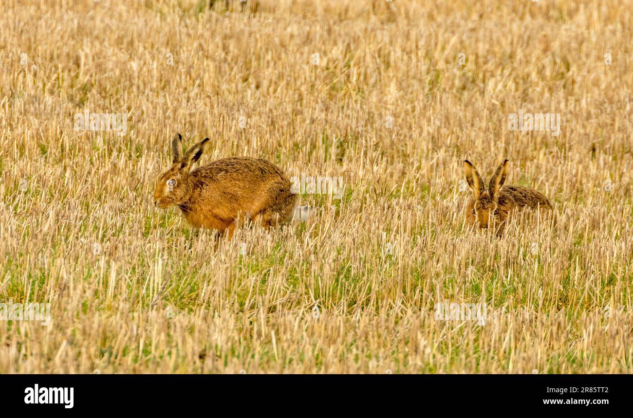 Two hares in a hi-res stock photography and images - Alamy