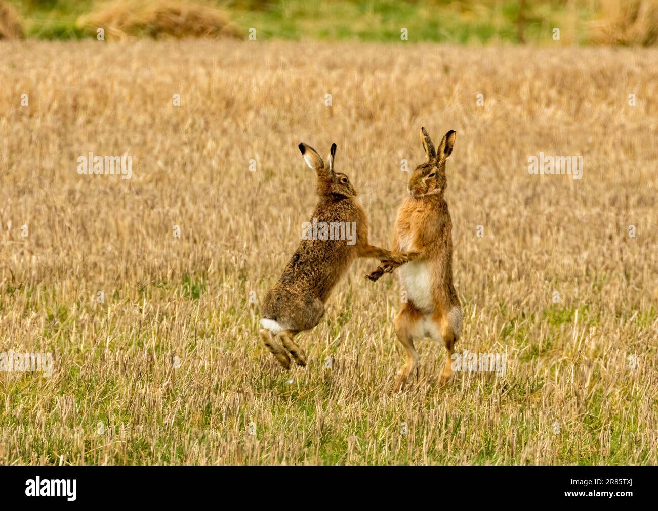 The brown march hares playing in a field Stock Photo - Alamy