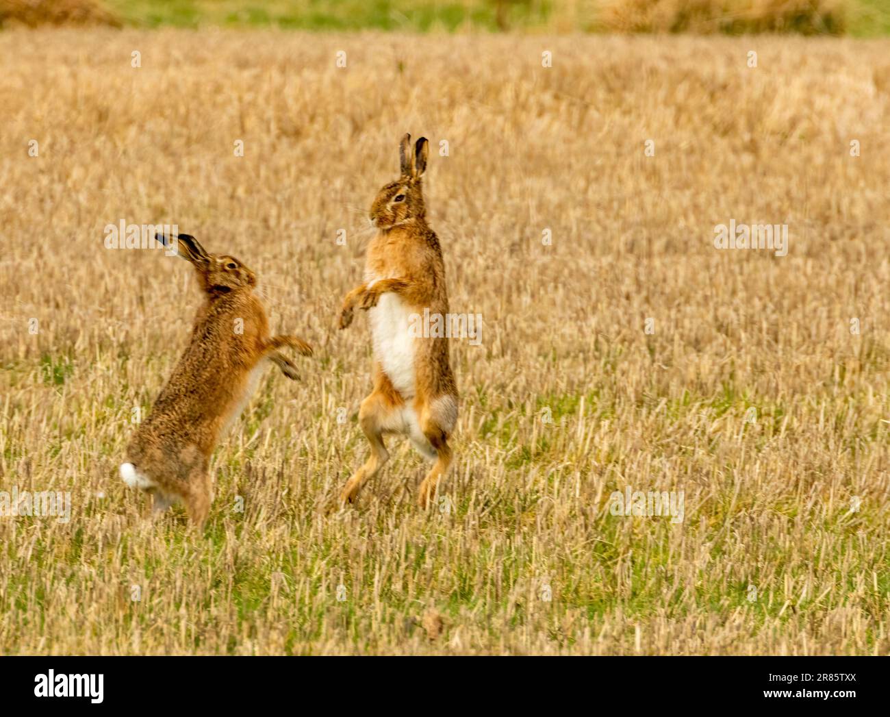 The brown march hares playing in a field Stock Photo - Alamy