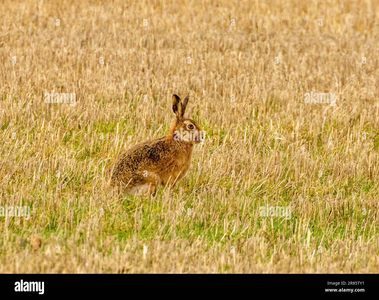 March hare hi-res stock photography and images - Alamy