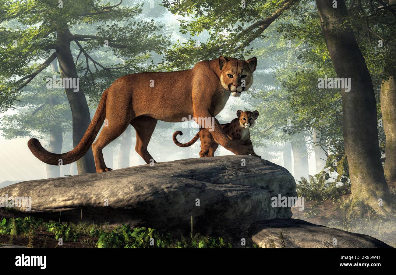 Baby mountain lion cougar in hi-res stock photography and images - Alamy