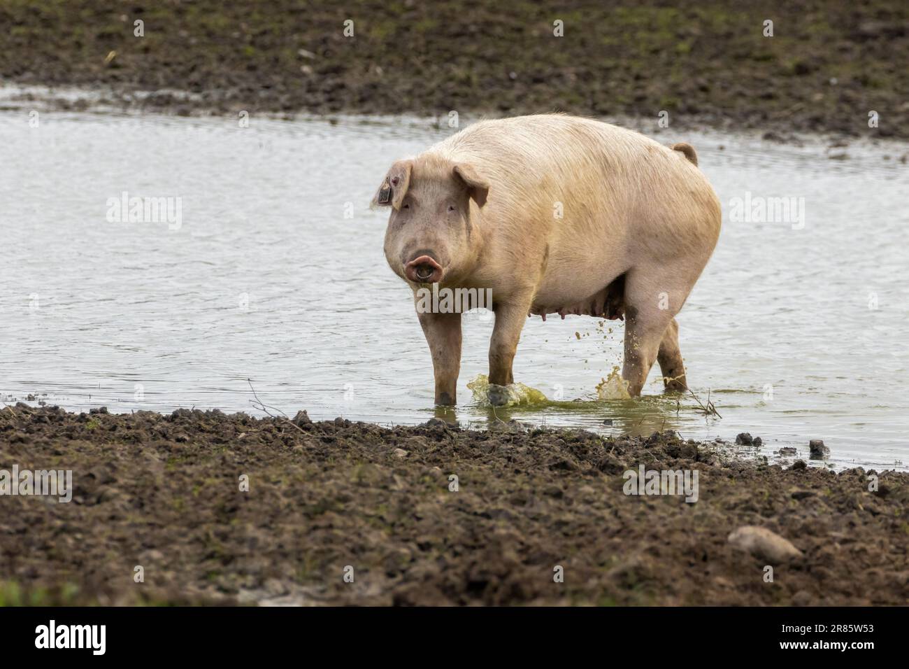 A pink pig wading through water in a muddy field Stock Photo - Alamy