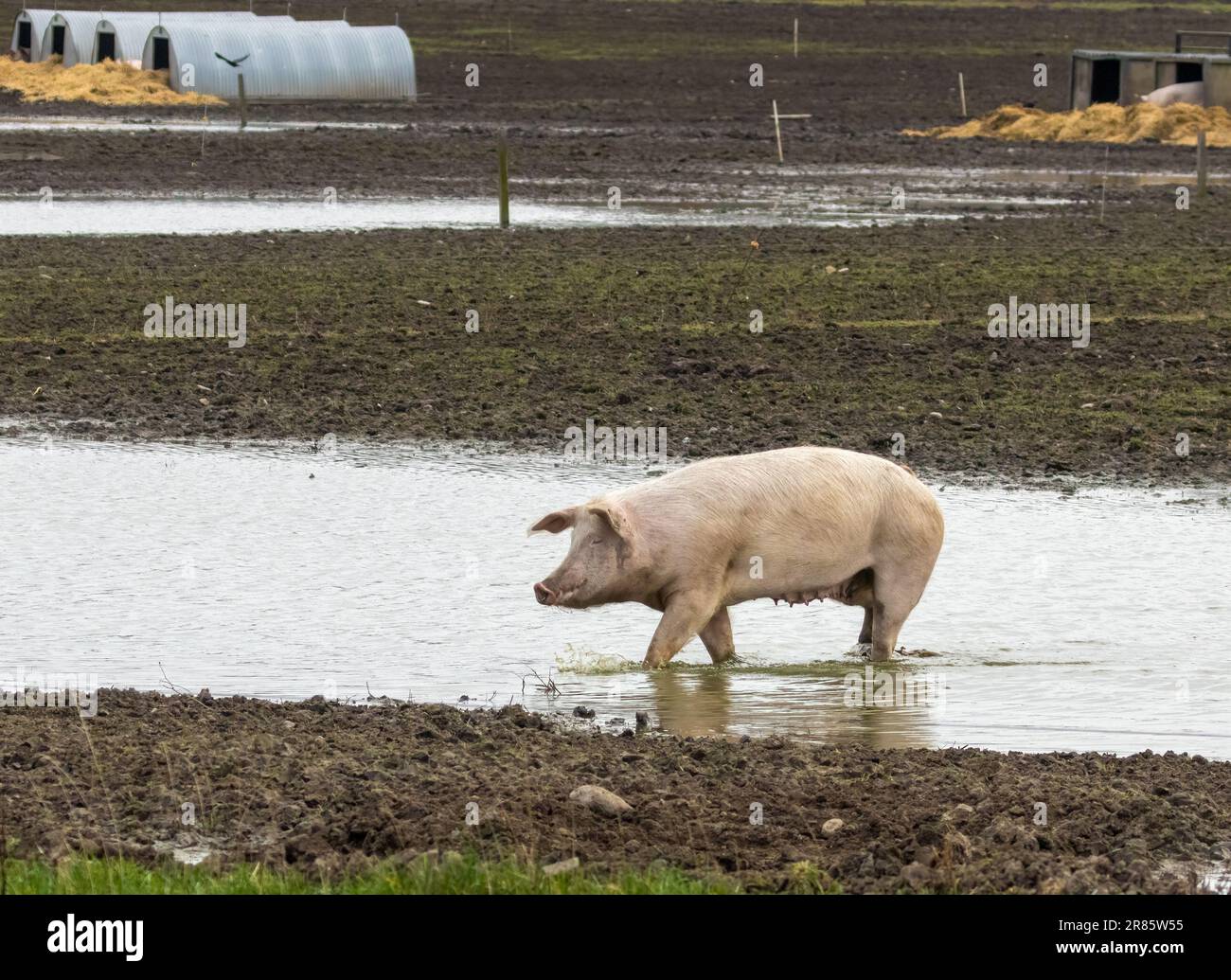 A pink pig wading through water in a muddy field Stock Photo - Alamy