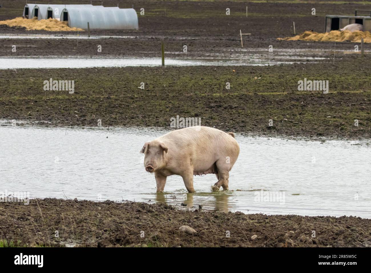 A pink pig wading through water in a muddy field Stock Photo - Alamy