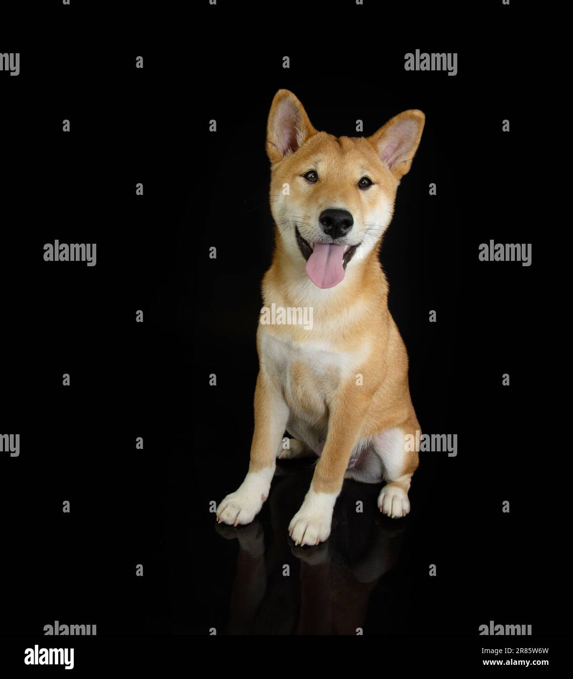 Portrait shiba inu puppy dog looking at camera, sticking tongue out and ...