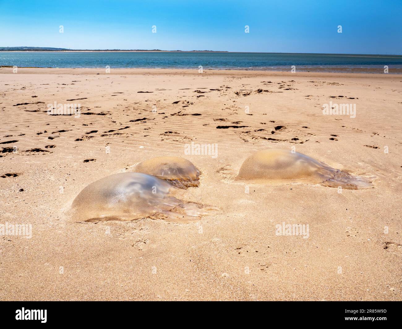 Barrel Jellyfish, Rhizostoma pulmo stranded on a sandbank at Hodbarrow ...