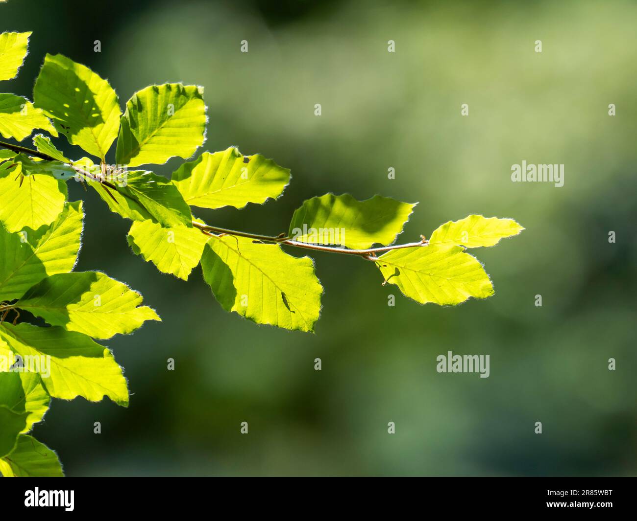 Backlit Beech leaves, Ambleside, UK Stock Photo - Alamy