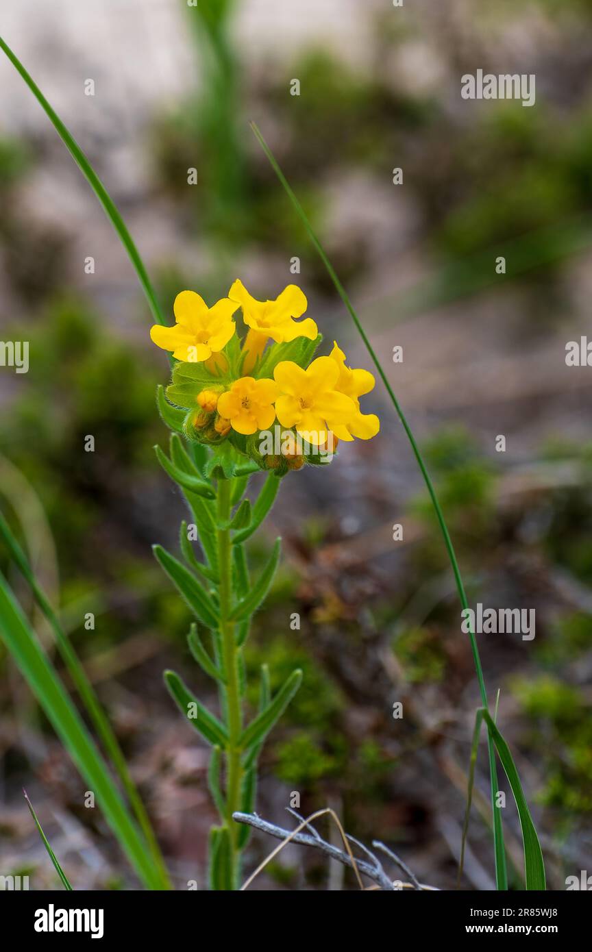 Hoary Puccoon Lithospermum canescens growing on a beach and sand Stock ...