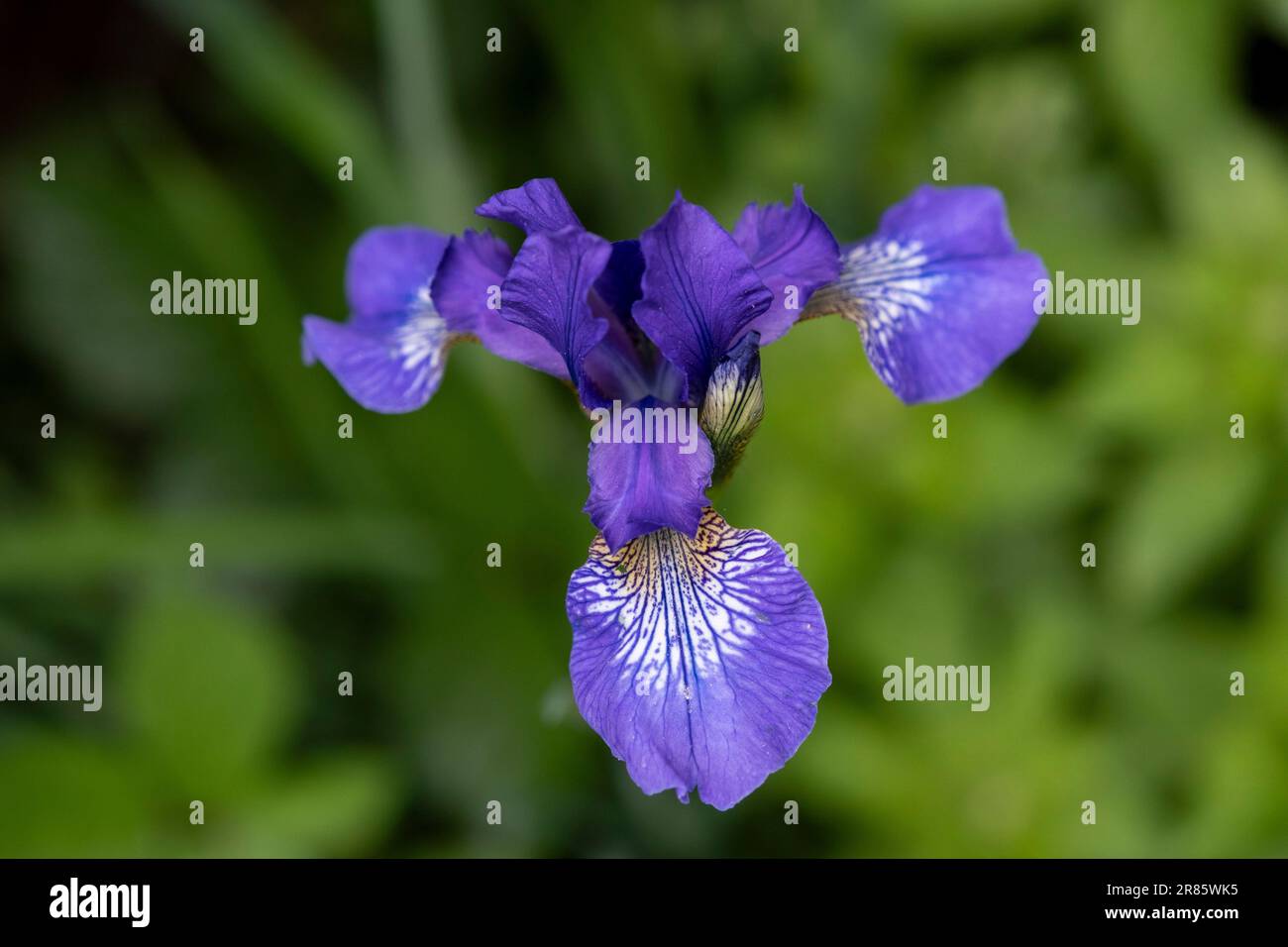 Purple Iris flower, Siberian Iris aka Iris sibirica on 30th May 2023 in ...