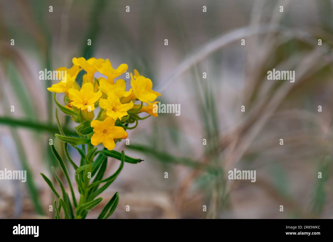 Hoary Puccoon Lithospermum canescens growing on a beach and sand Stock ...