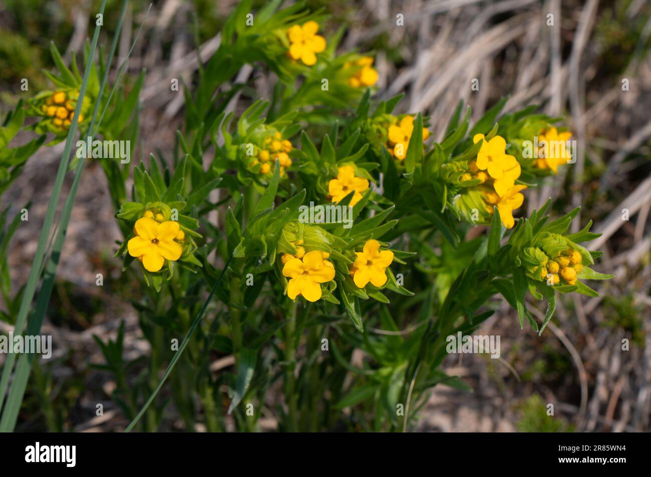 Hoary Puccoon Lithospermum canescens growing on a beach and sand Stock ...