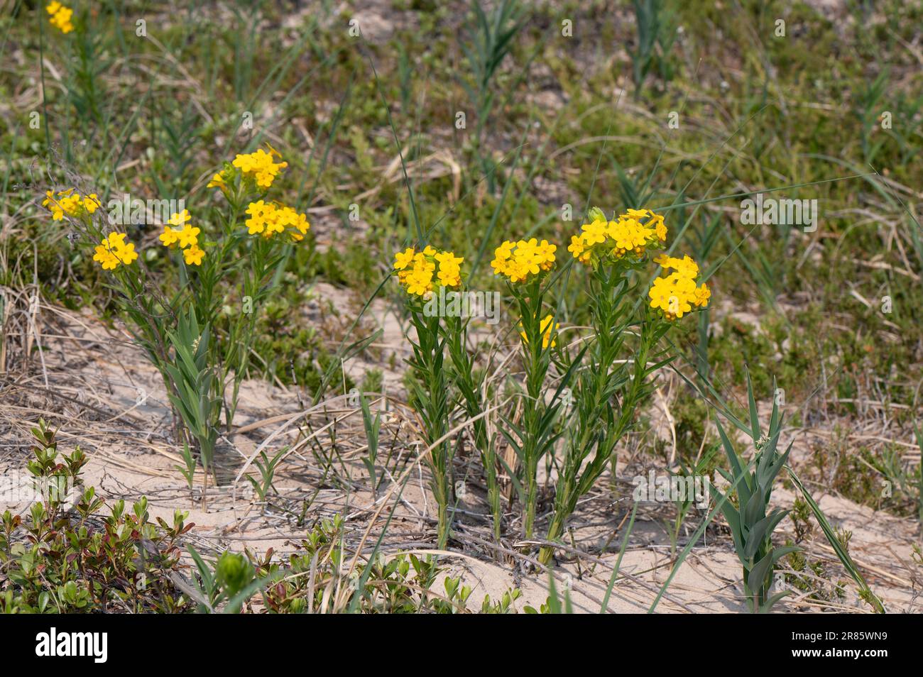 Hoary Puccoon Lithospermum canescens growing on a beach and sand Stock ...