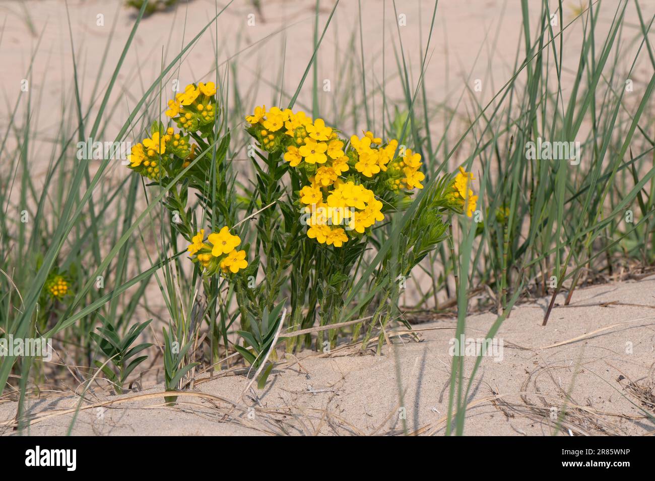 Hoary Puccoon Lithospermum canescens growing on a beach and sand Stock ...