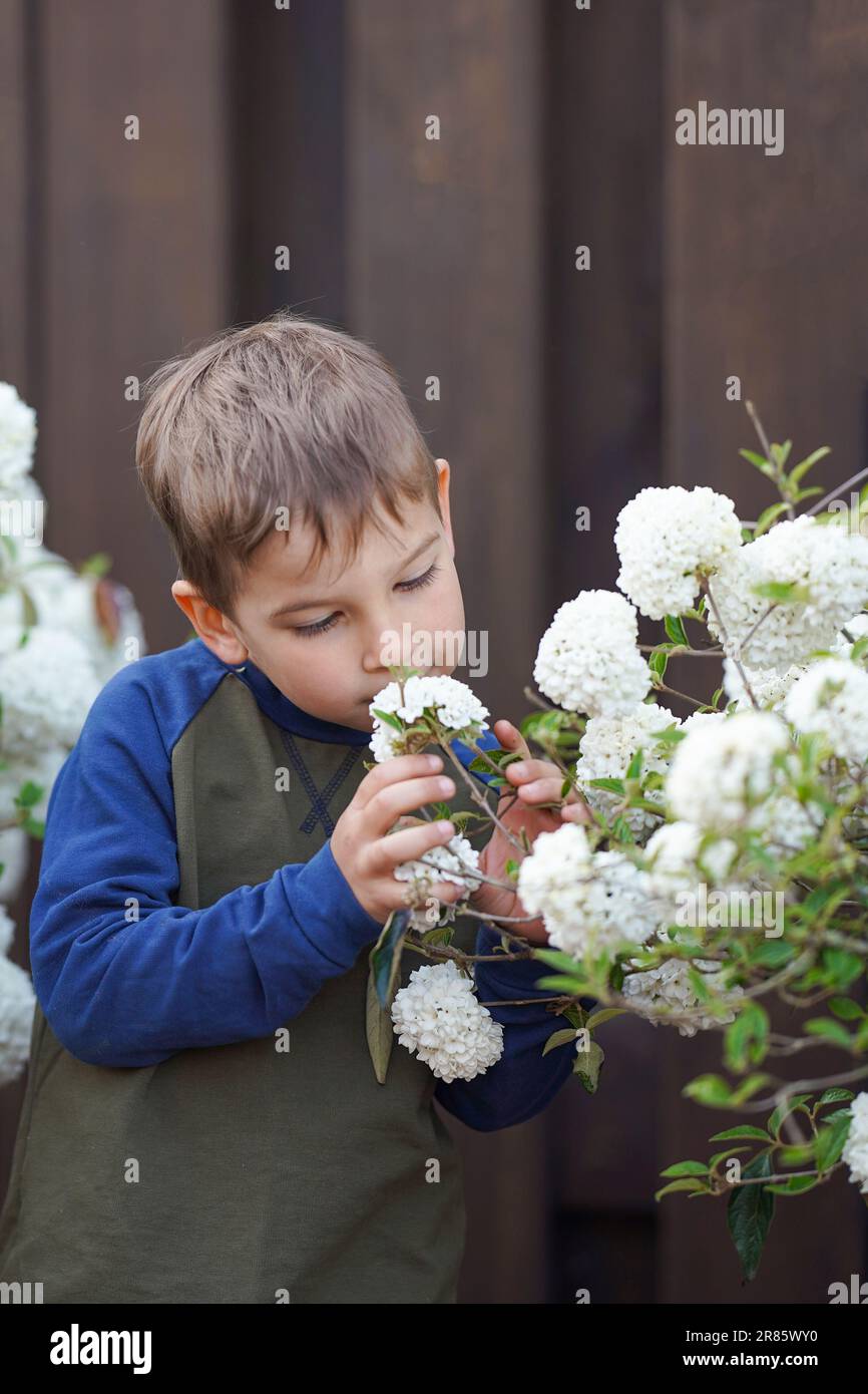 Cute boy sniffing luxurious white flowers Stock Photo - Alamy