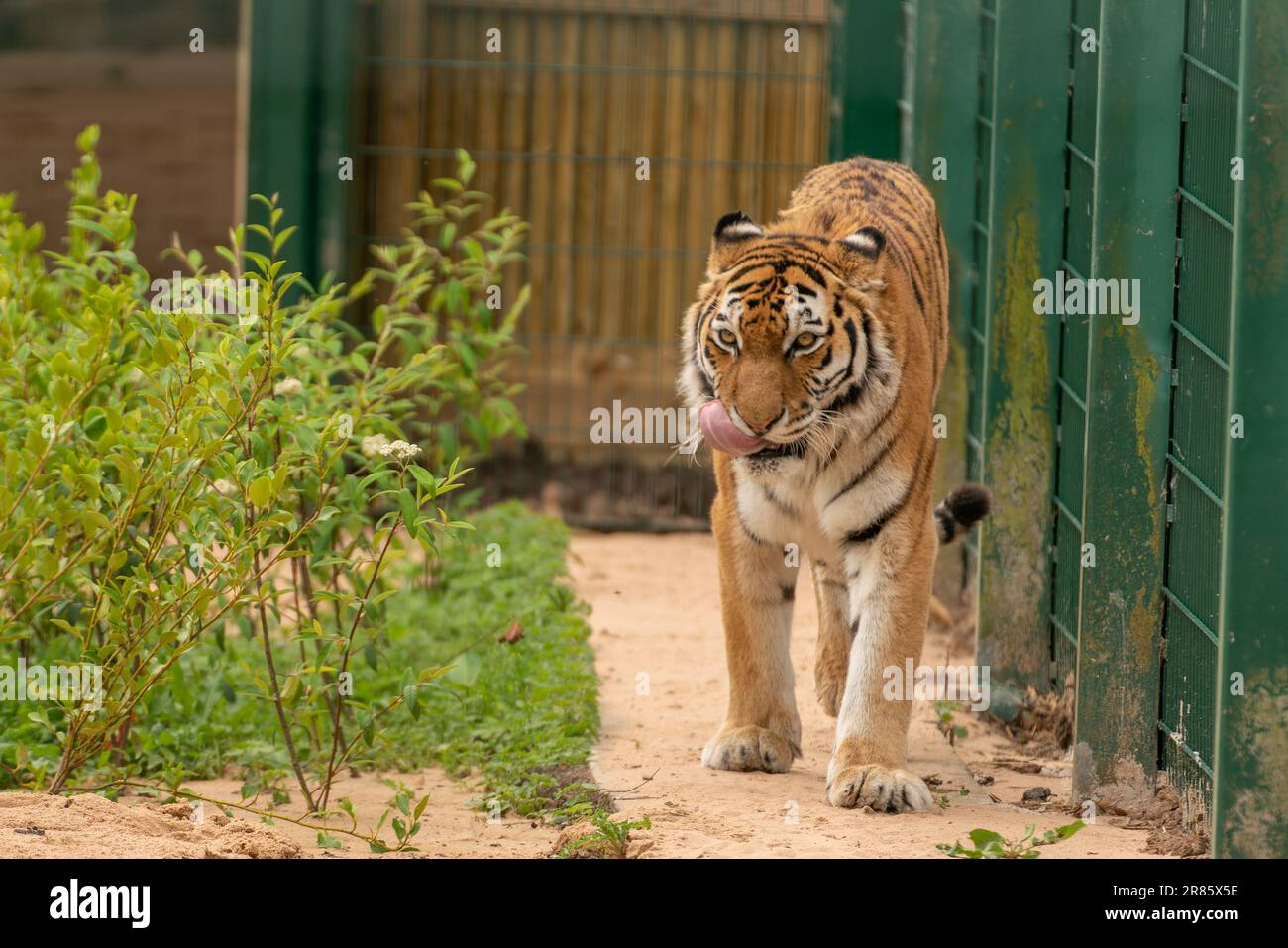 Zoo siberia tiger hi-res stock photography and images - Alamy