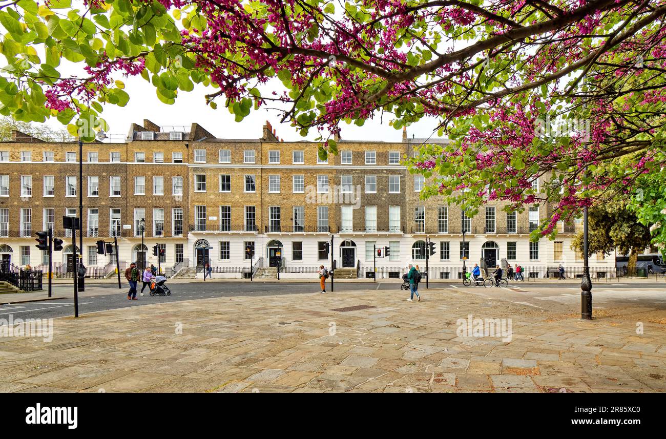 London Camden Russell Square colourful flowering tree over the pavement ...