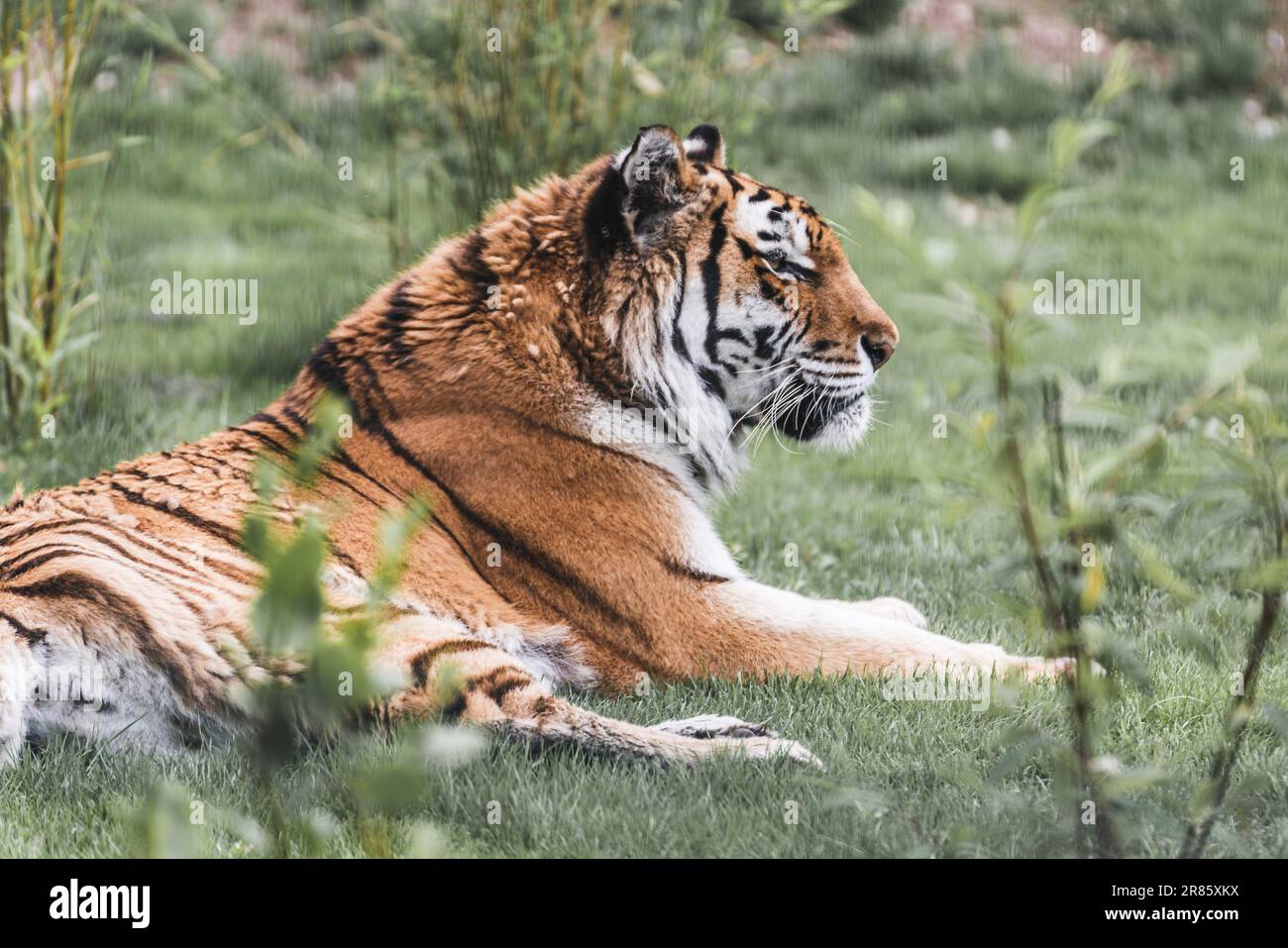Tiger stripped hi-res stock photography and images - Alamy