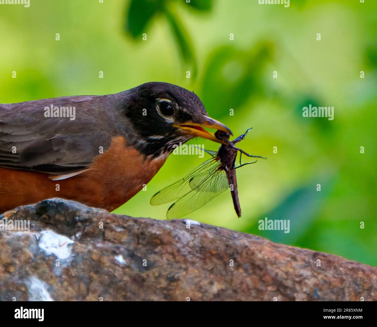 American Robin head close-up side view, standing on a rock eating a ...