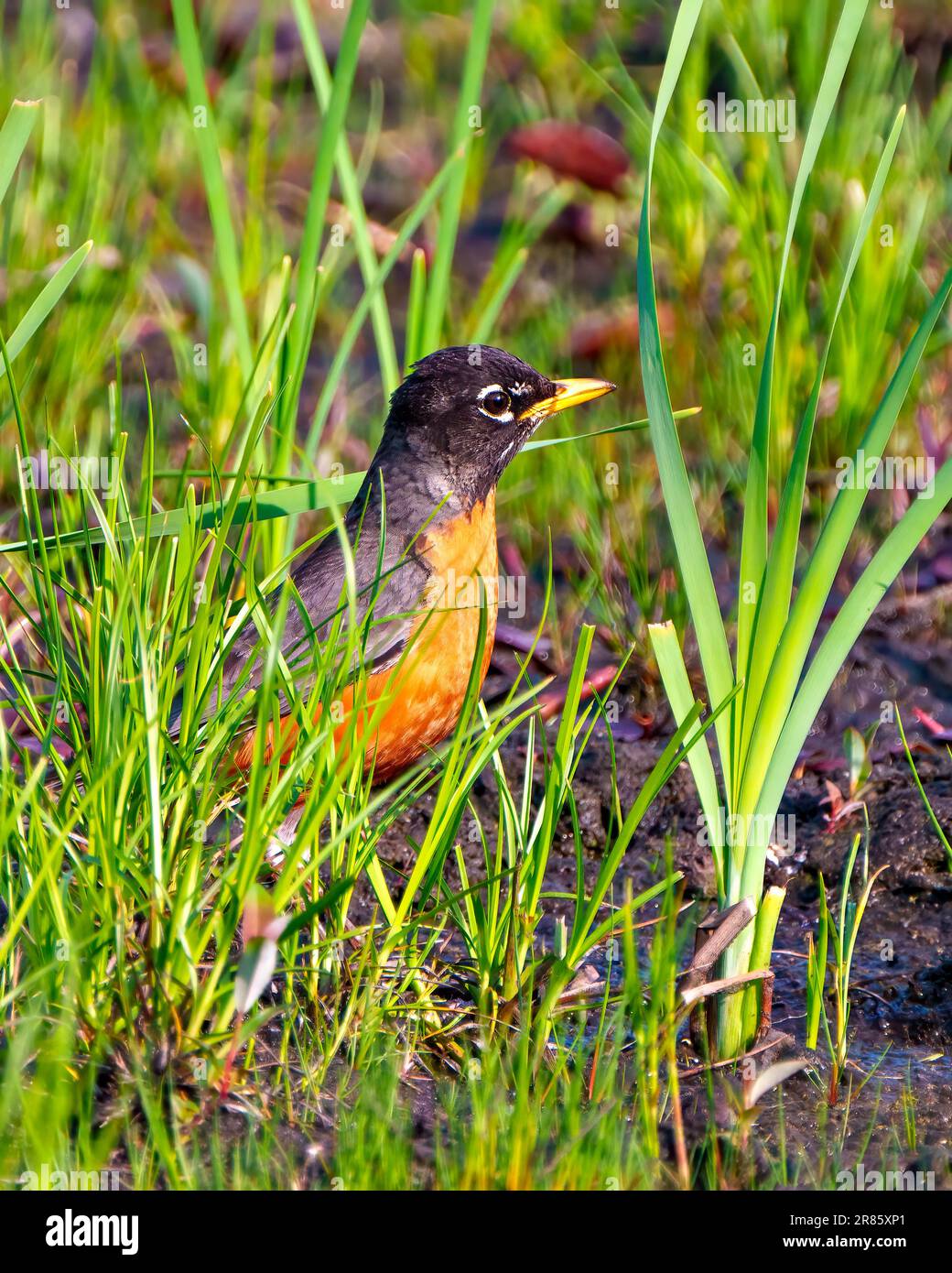 American Robin standing in marsh grass ground and foraging for food in ...