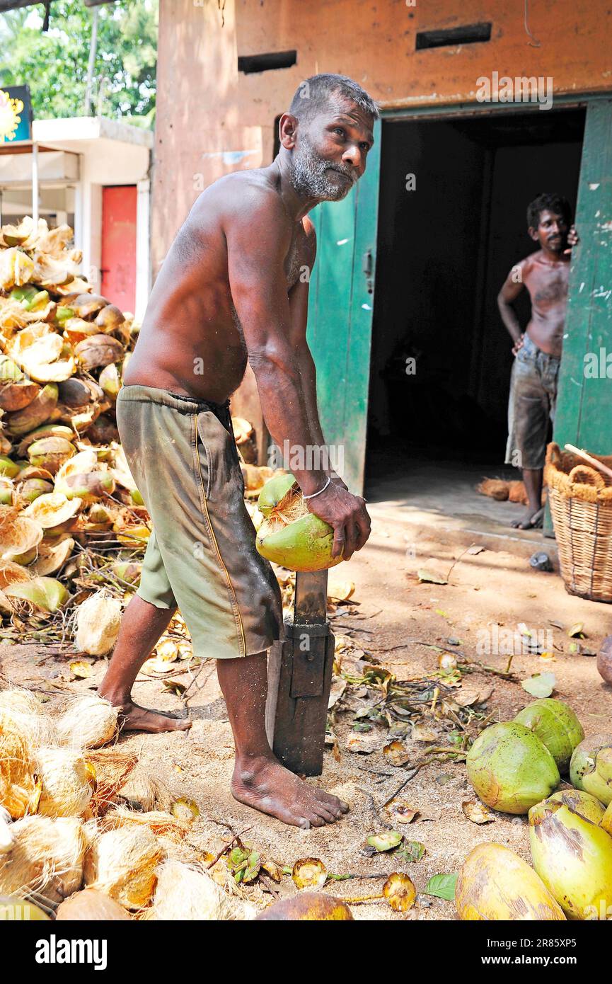 Coconut husking worker on a small farm, Sri Lanka. After harvesting ...