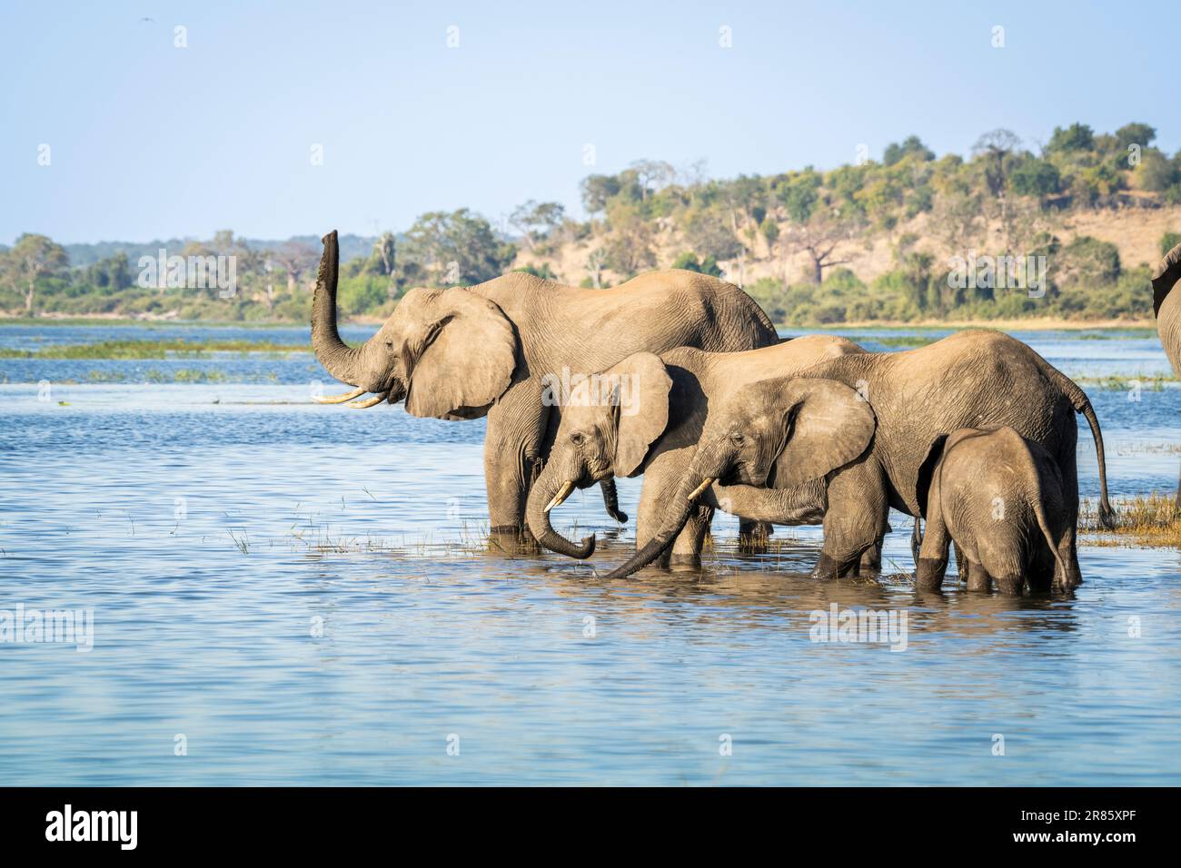 Group elephants young animals hi-res stock photography and images - Alamy