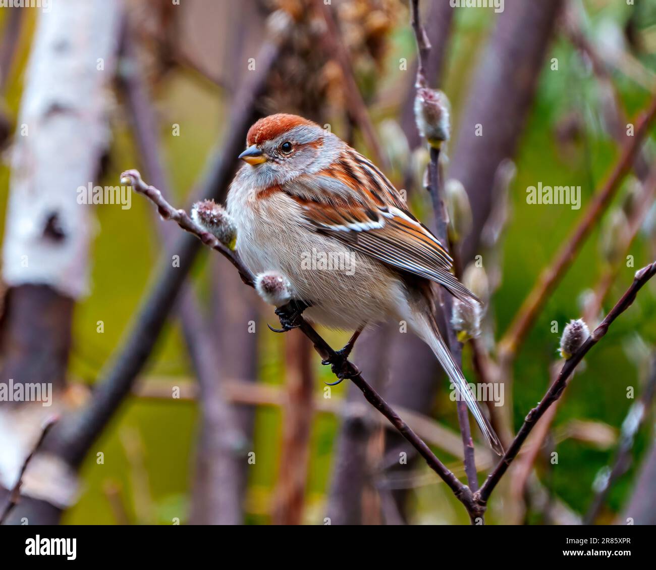 American Tree Sparrow close-up side view perched on a bud tree branch ...
