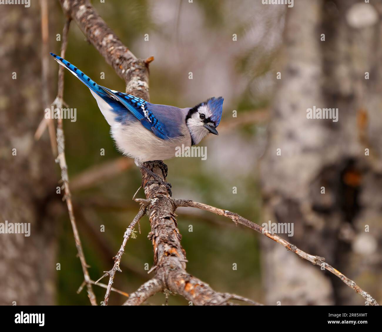 Blue Jay close-up side view perched on a tree branch with a forest blur background in its ...