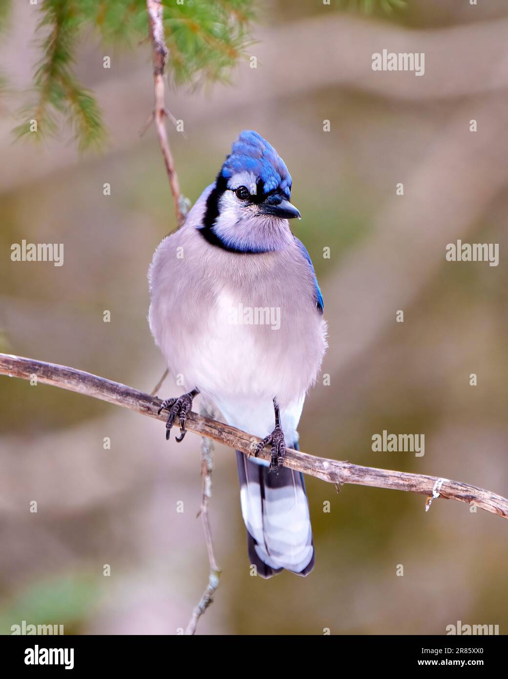 Blue Jay close-up front view perched on a tree branch with a forest blur background in its ...