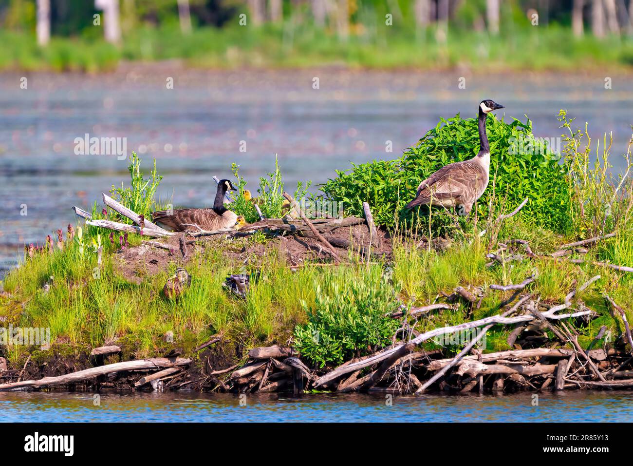 Baby Canada Goose goslings chicks that has hatched on beaver lodge ...