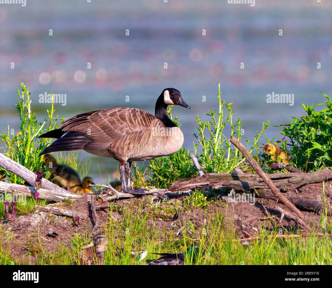 Baby Canada Goose goslings chicks that has hatched on beaver lodge ...