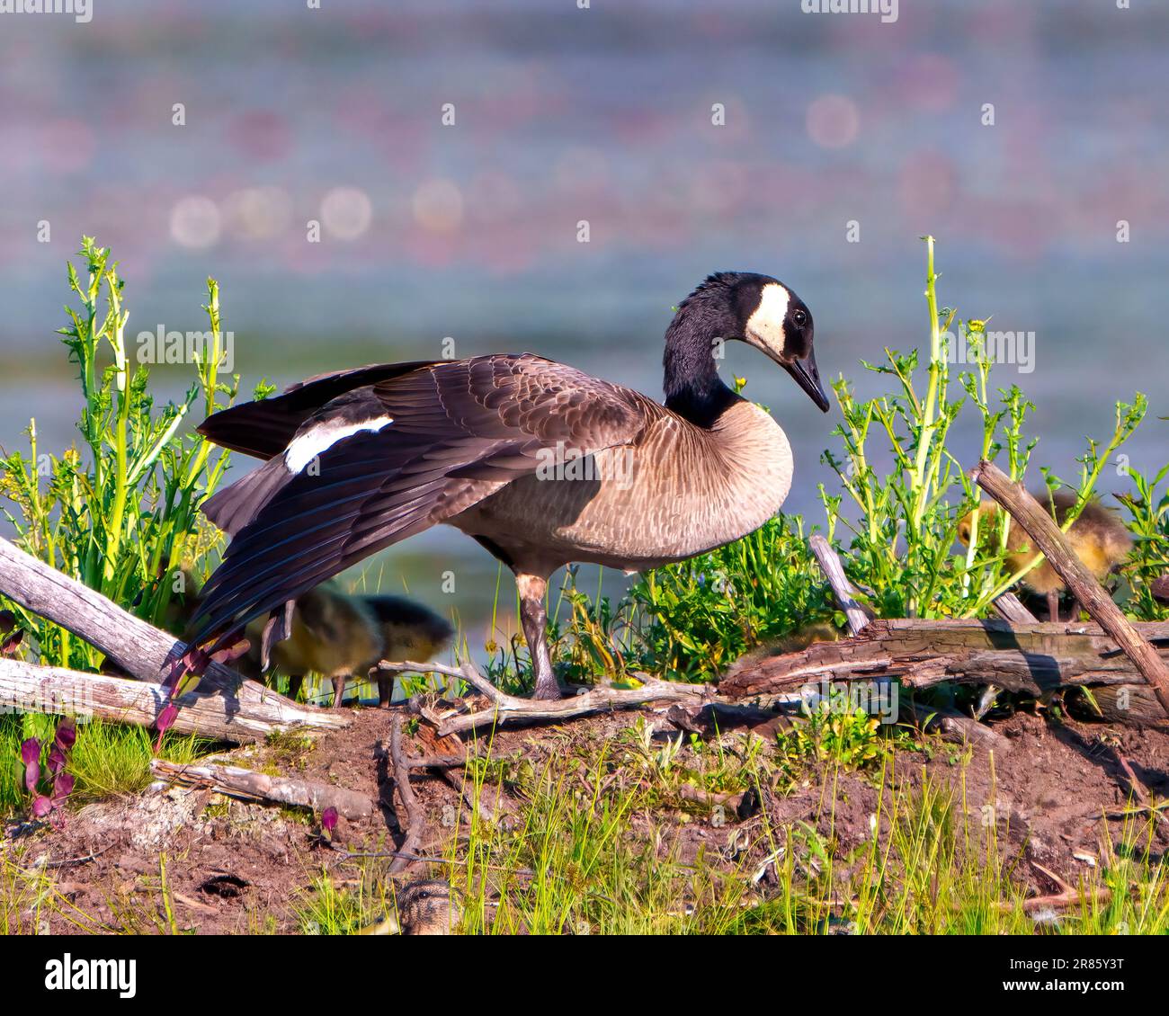 Baby Canada Goose goslings chicks that has hatched on beaver lodge ...