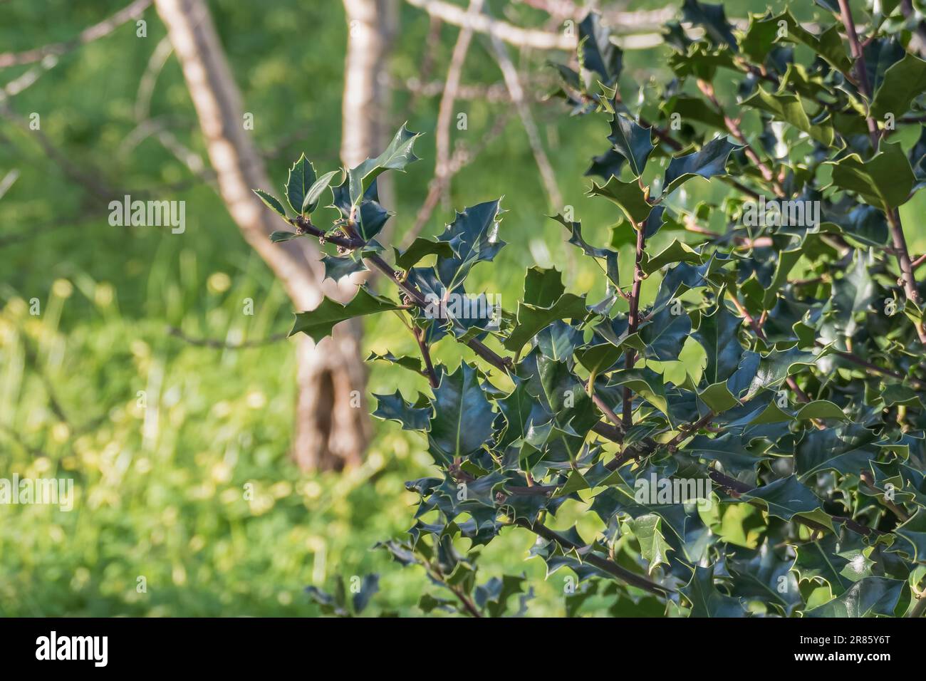 Holly ilex aquifolium branch hi-res stock photography and images - Alamy