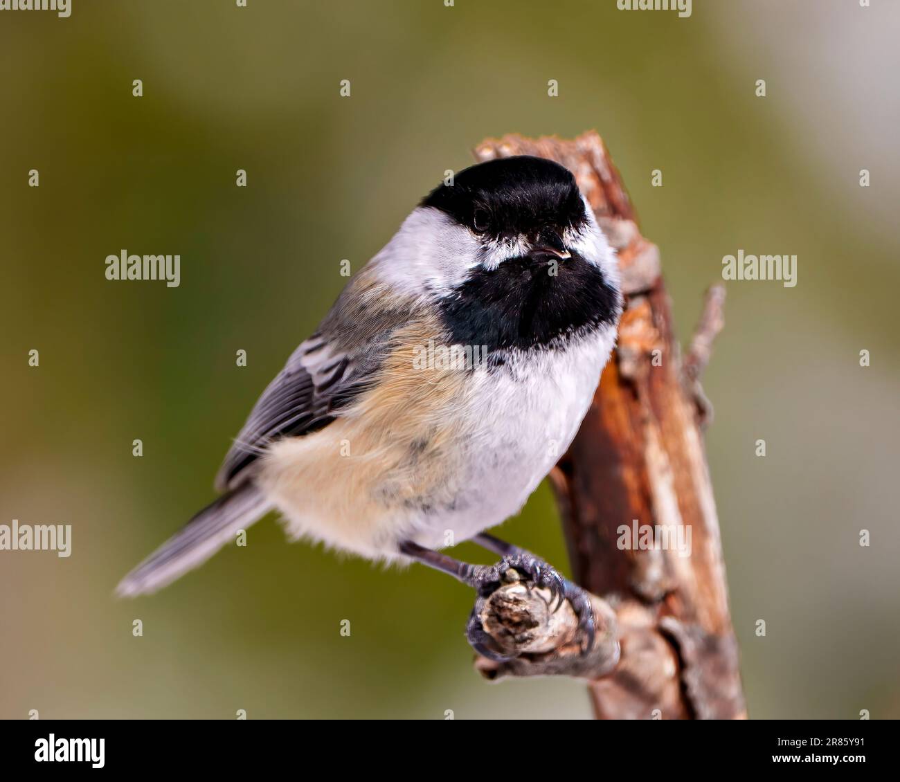 Chickadee close-up view perched on a twig with a green background in ...