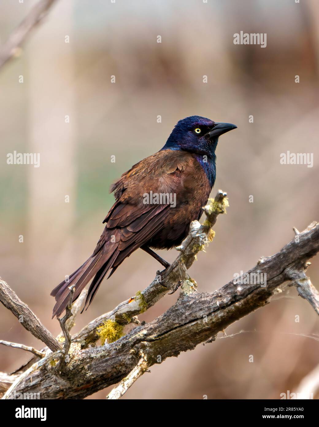 Common Grackle close-up side view perched on moss branch with blur ...