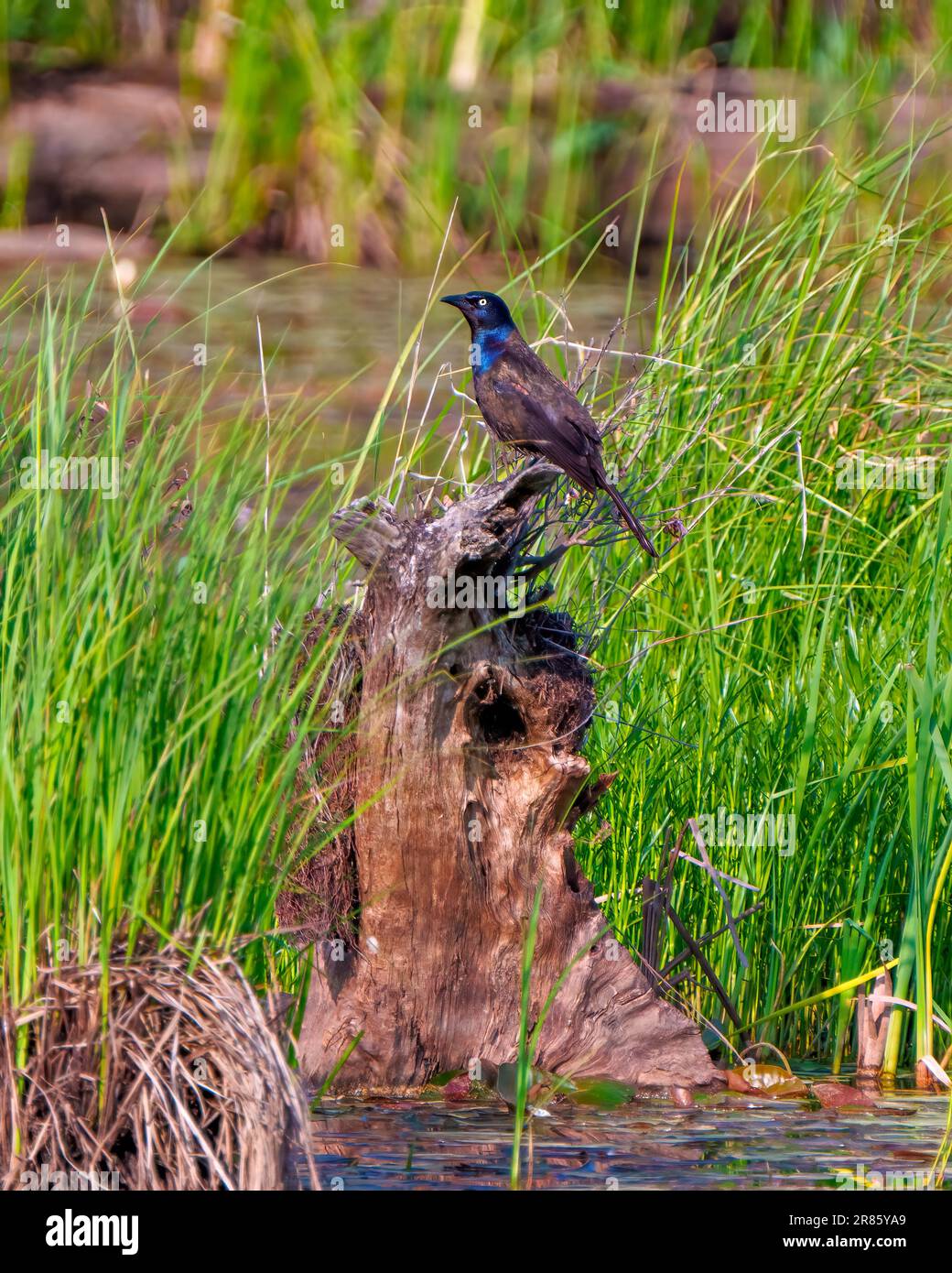 Common Grackle close-up side view perched on a tree stump in its marsh ...