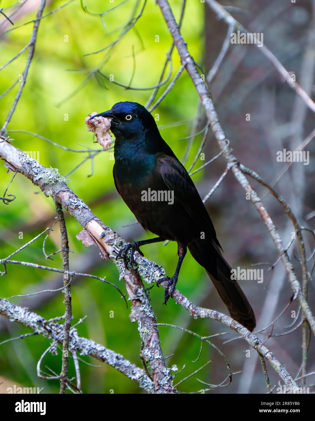 Purple worm bush hi-res stock photography and images - Alamy
