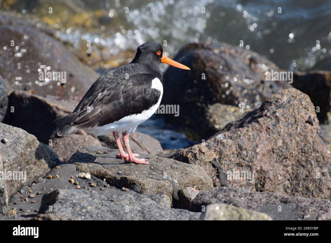 Wadden sea wildlife hi-res stock photography and images - Alamy