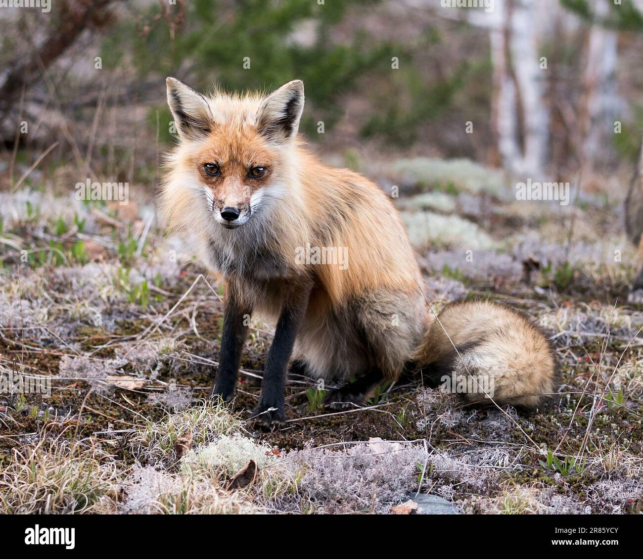 Red Fox close-up profile view sitting and looking at camera with a blur ...