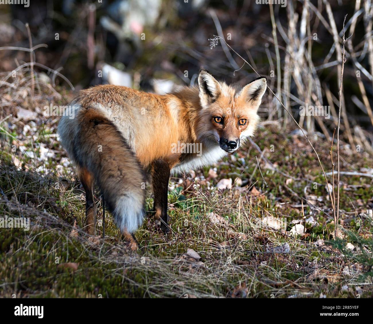 Red Fox close-up profile view side view in the spring season with blur ...