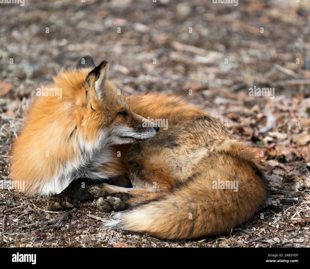 Red fox close-up resting on brown spring foliage, in its environment ...