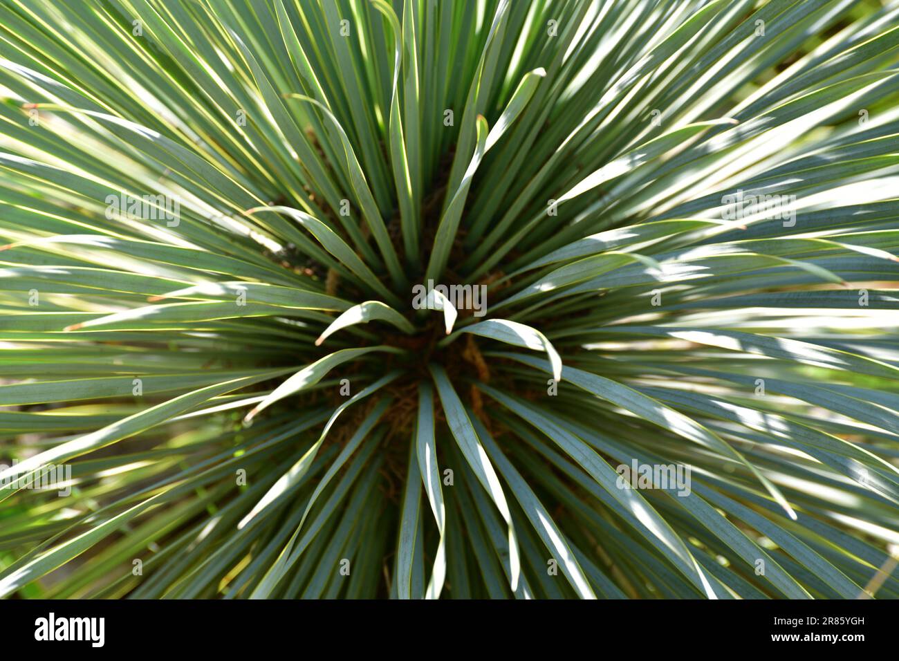 Yucca rostrata is an arborescent plant native to deserts Stock Photo ...