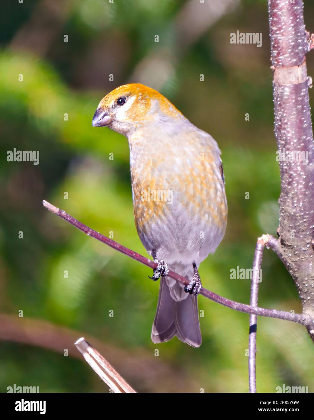 Pine Grosbeak female front view perched on a branch with a blur forest ...