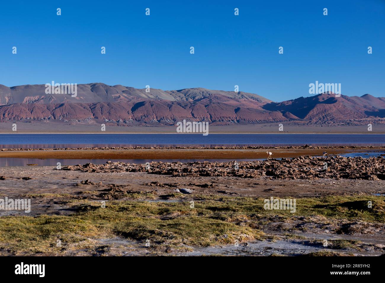 Colorful Laguna Carachi Pampa in the deserted highlands of northern ...