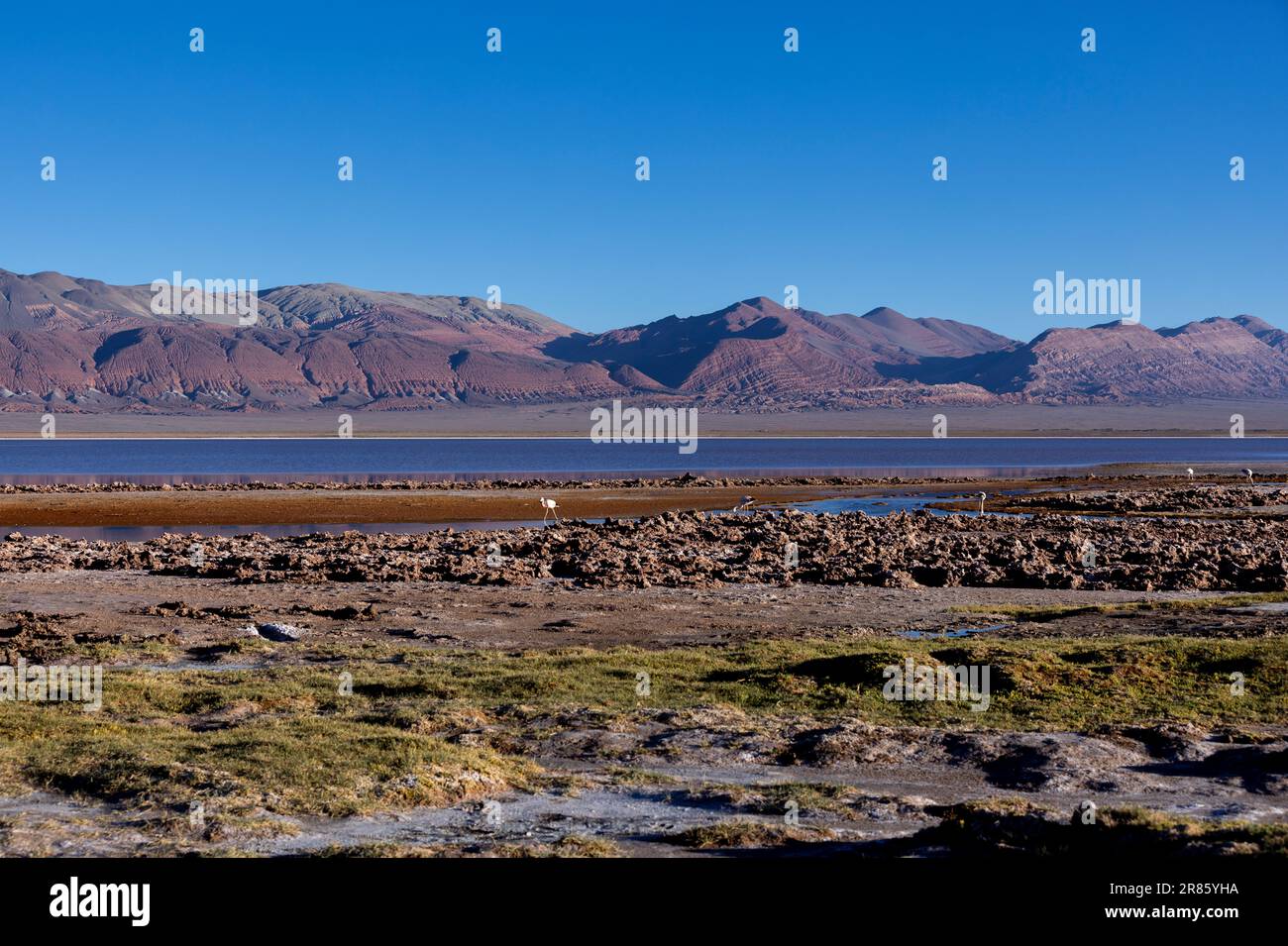Colorful Laguna Carachi Pampa in the deserted highlands of northern ...