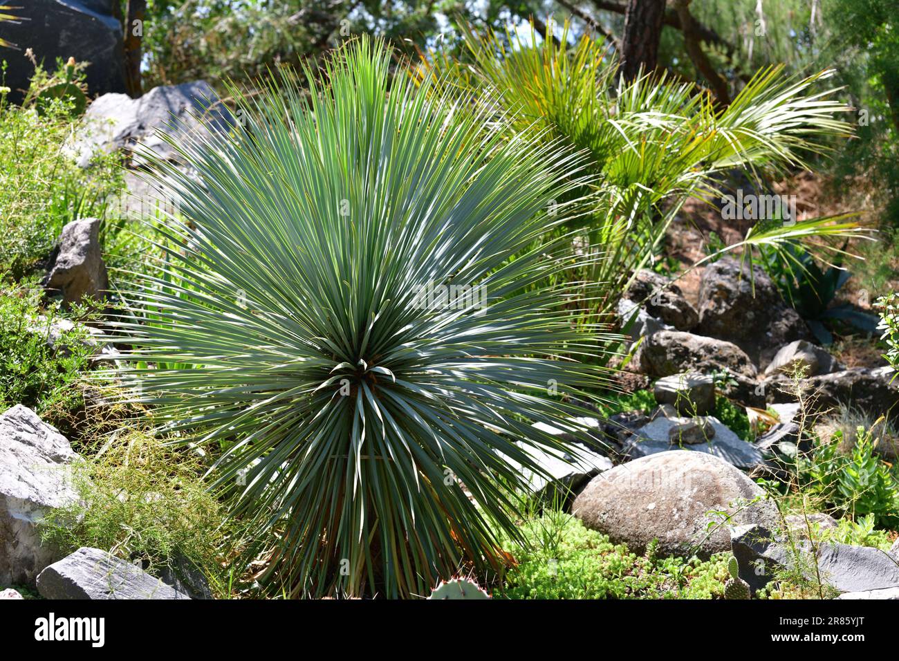 Yucca rostrata is an arborescent plant native to deserts Stock Photo ...