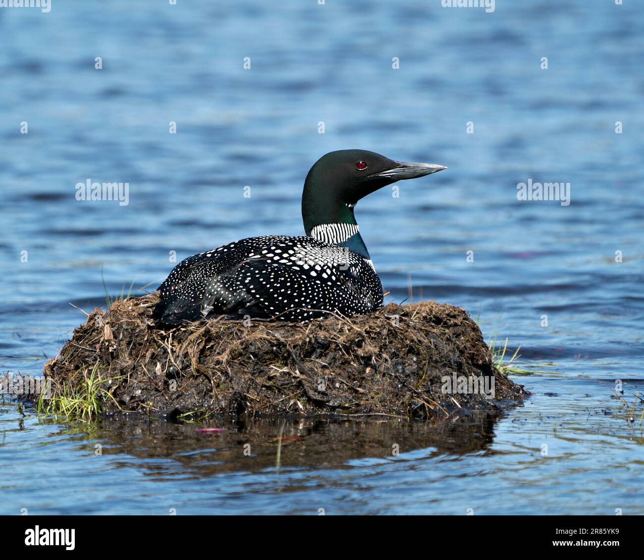 Common Loon nesting on its nest with marsh grasses, mud and water by the lake shore in its ...